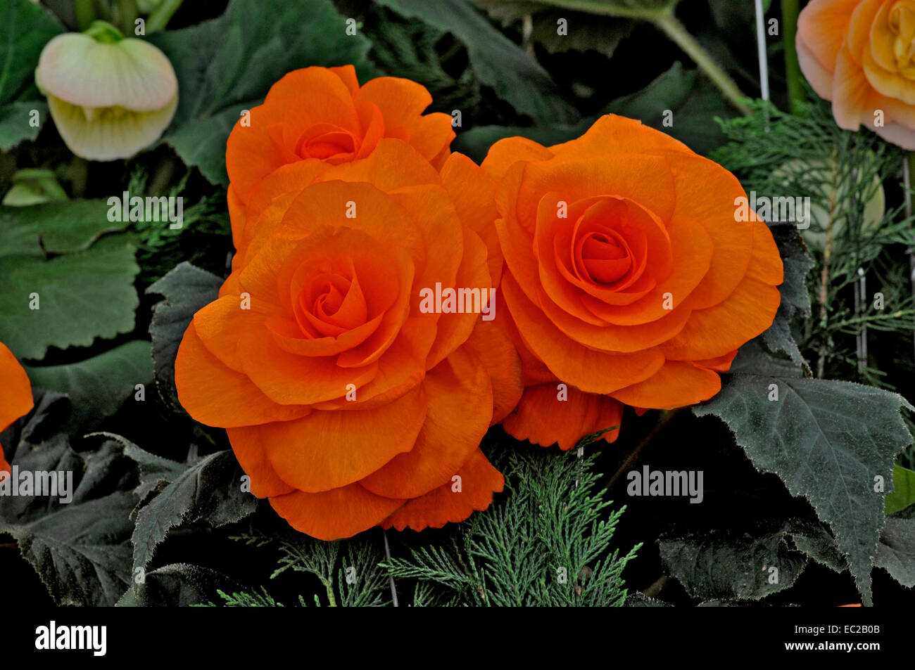 Close up of hot colourful flowering Begonia 'Jessica' Stock Photo - Alamy