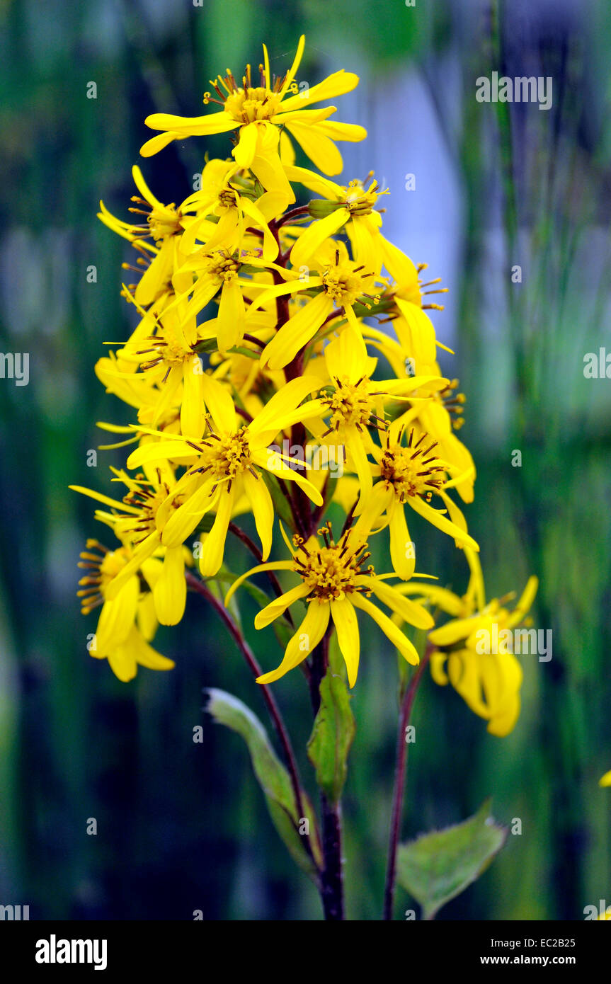 Ligularia hi-res stock photography and images - Alamy