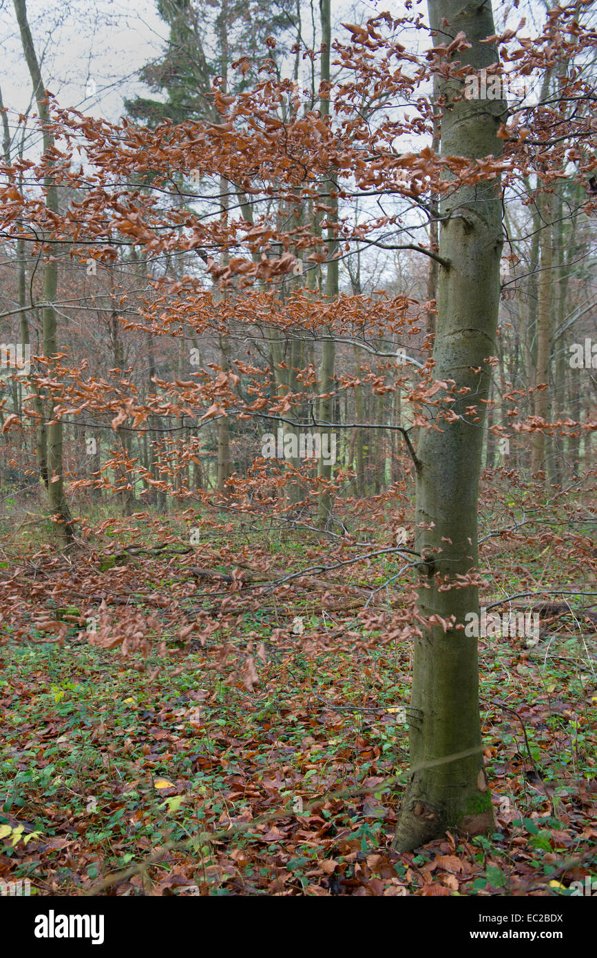 Beech tree at Mantles wood on route of HS2 London to Birmingham railway ...