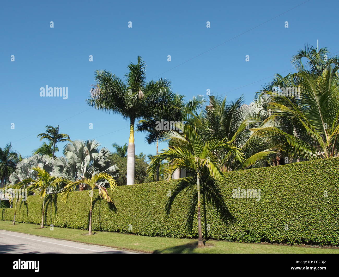 Palm trees lining Gulf Shore Boulevard in Naples, Florida, USA, October ...