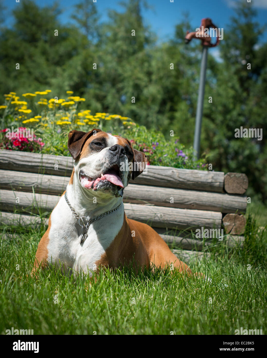 A happy boxer dog relaxing in lawn in front of flower bed Stock Photo ...