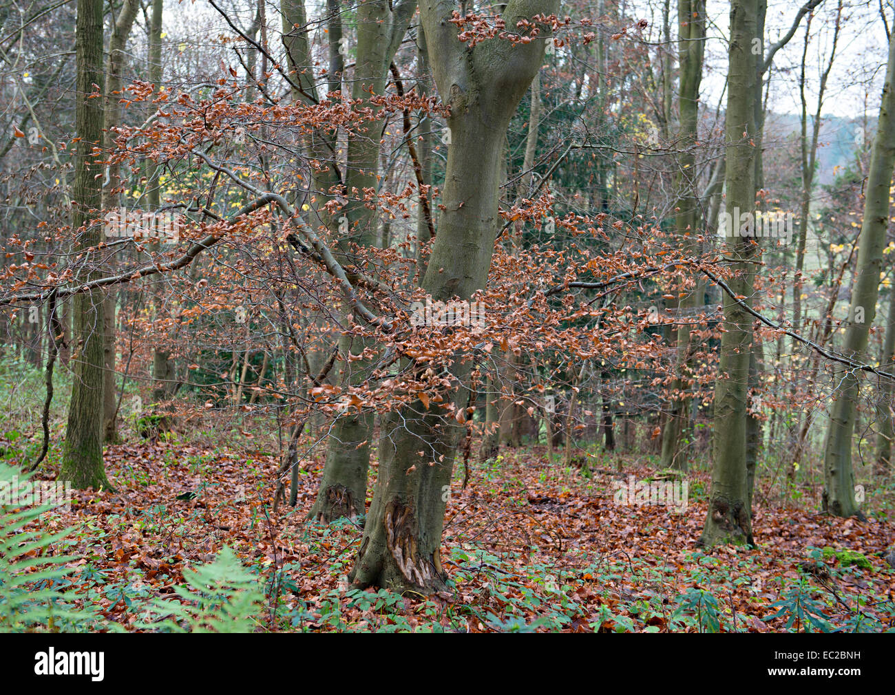 Beech tree at Mantles wood on route of HS2 London to Birmingham railway ...