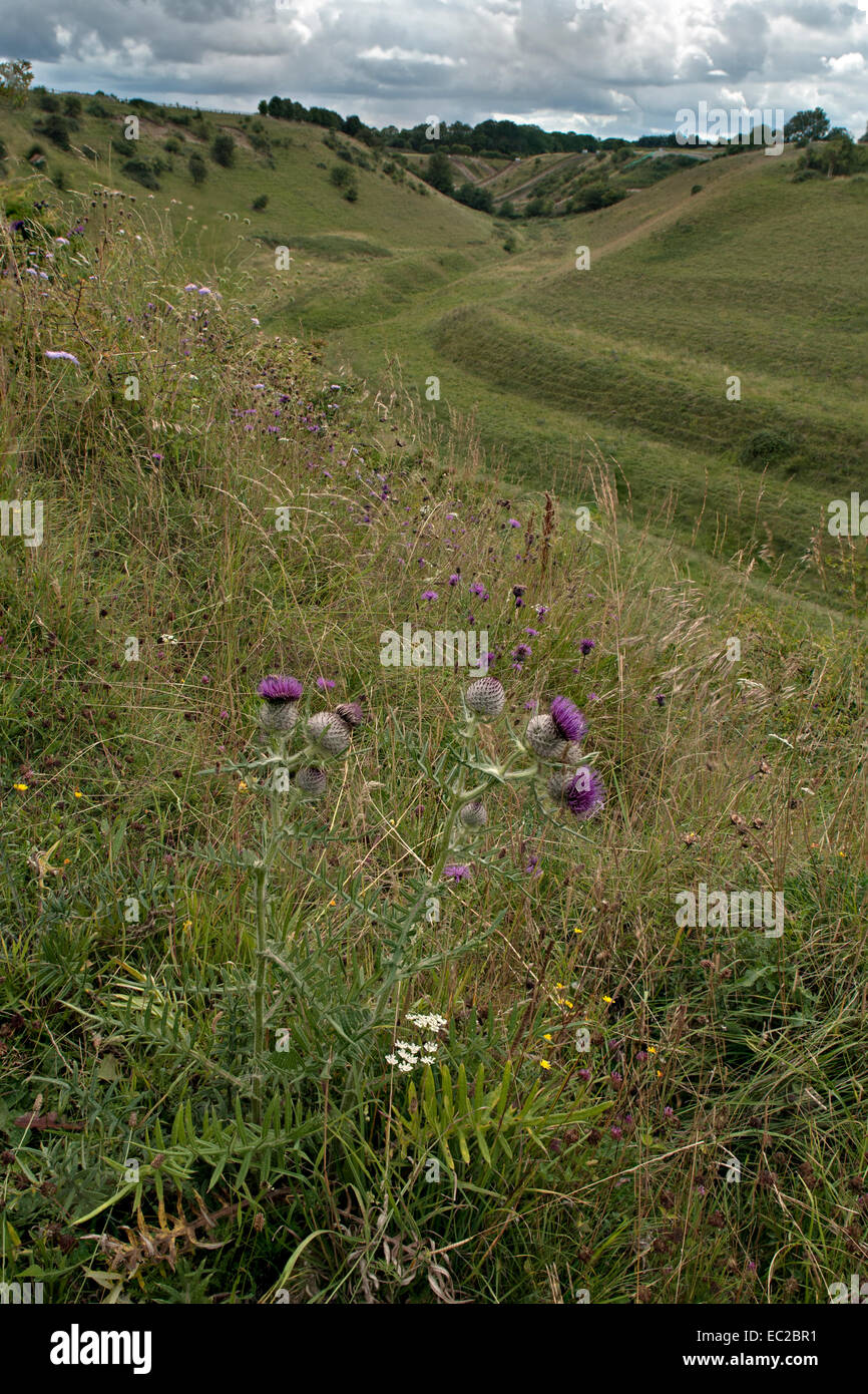 The Coombes national trust reserve, Hinton Parva near Swindon Wiltshire ...