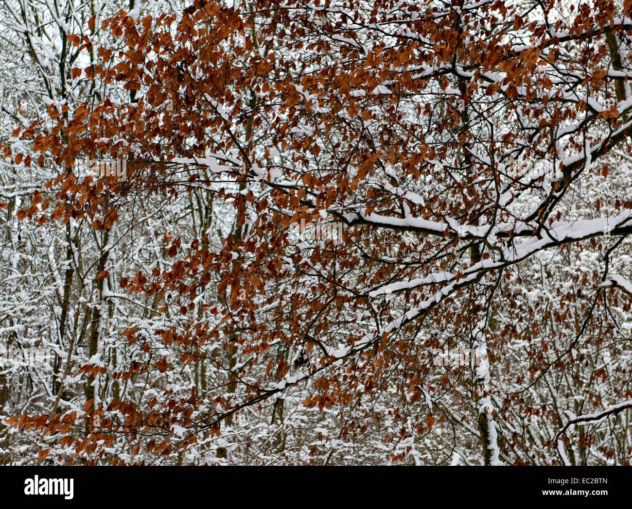 Red beech hi-res stock photography and images - Alamy