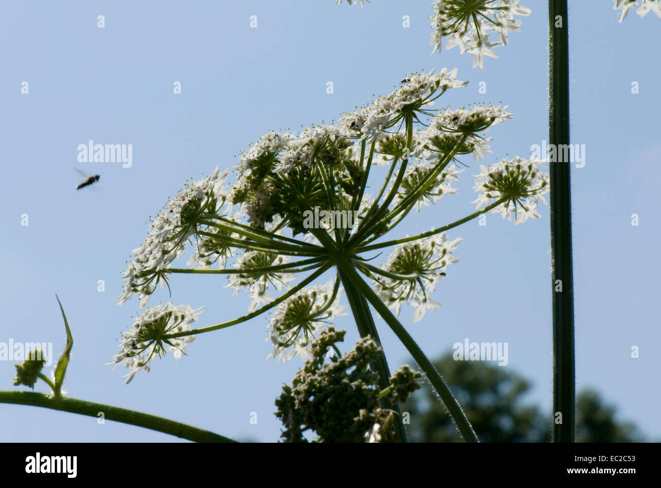 Sky insects hi-res stock photography and images - Alamy