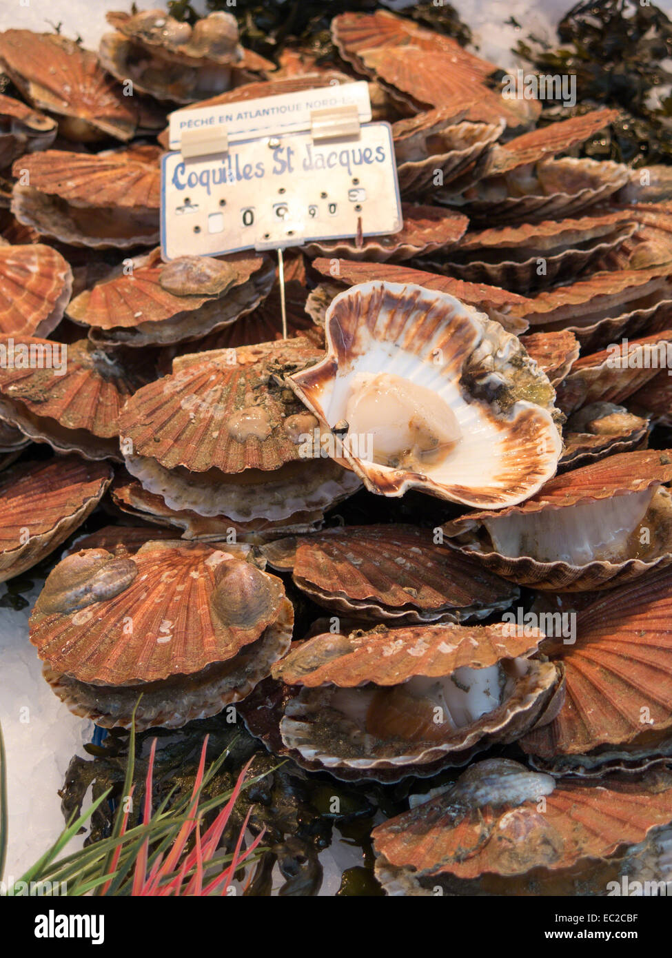 Scollops from France Stock Photo - Alamy