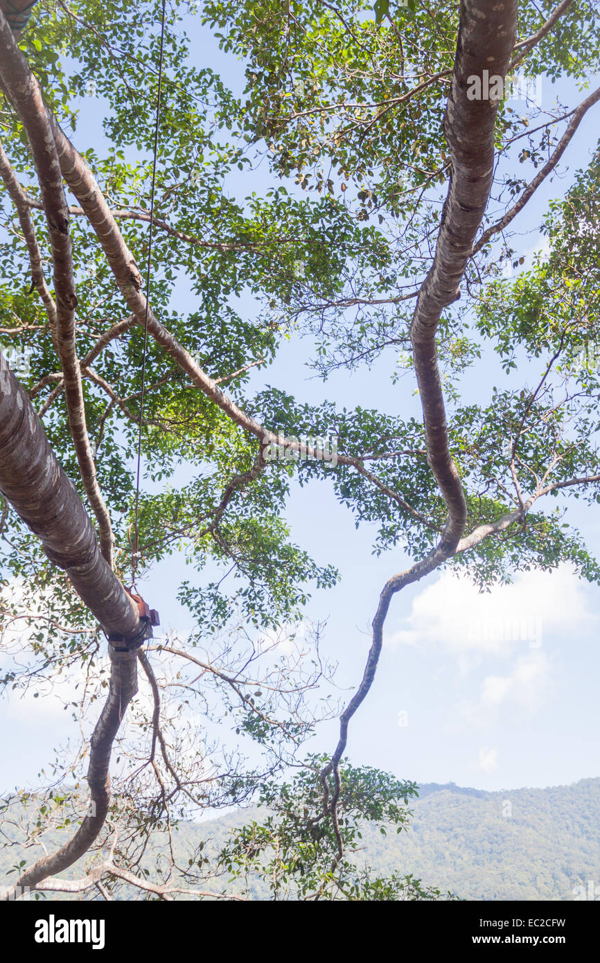 Big tree branches hi-res stock photography and images - Alamy
