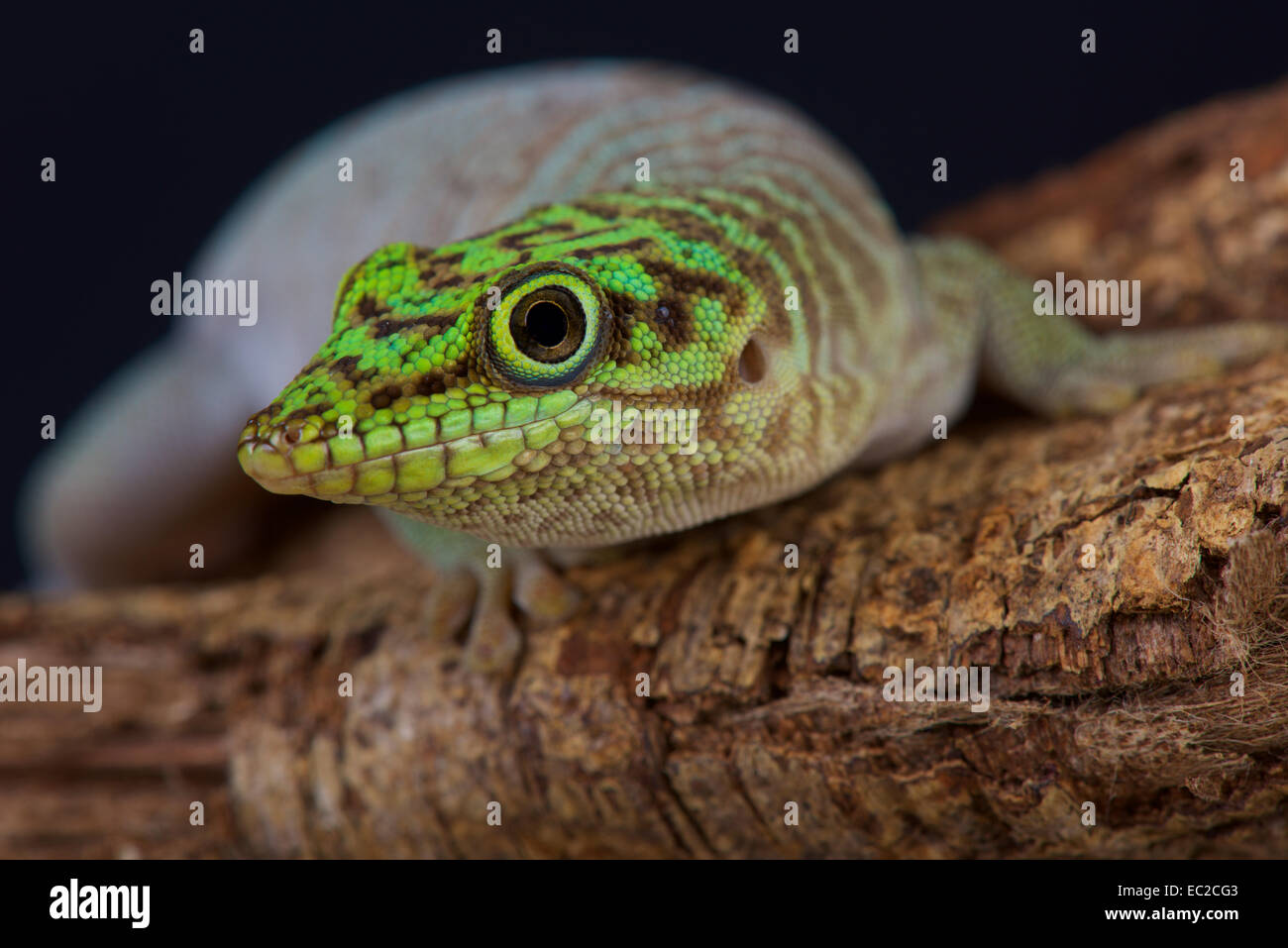Standing's day gecko / Phelsuma standingi Stock Photo - Alamy
