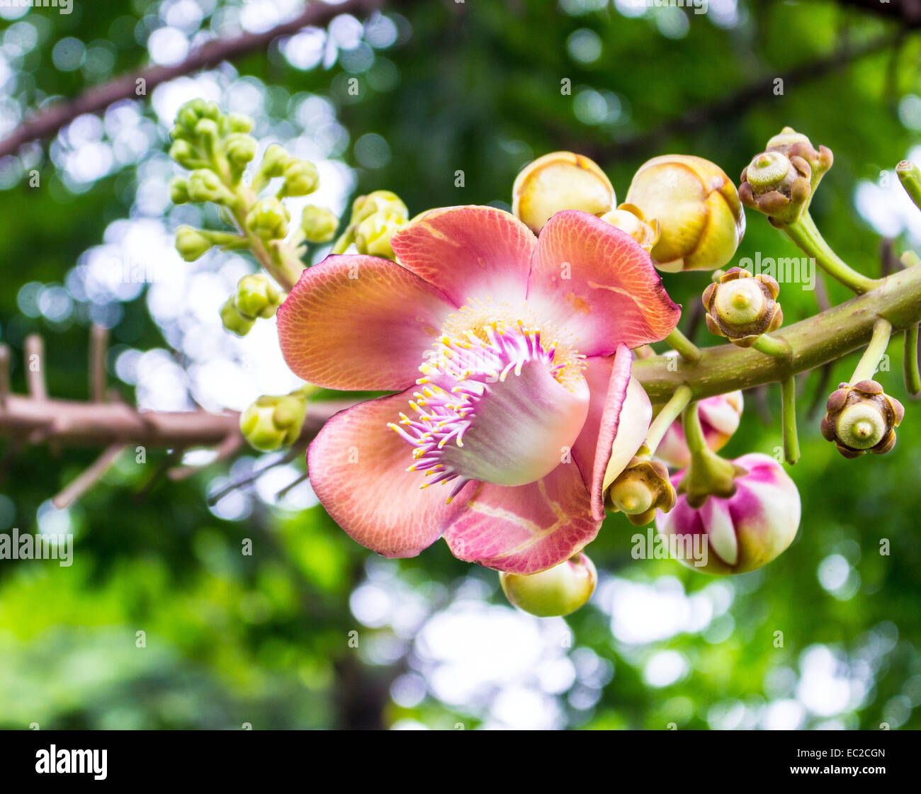 Beautiful pink flowers in garden Stock Photo - Alamy
