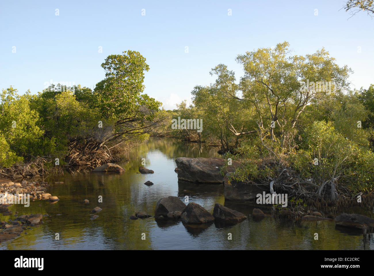 Queensland mangroves hi-res stock photography and images - Alamy