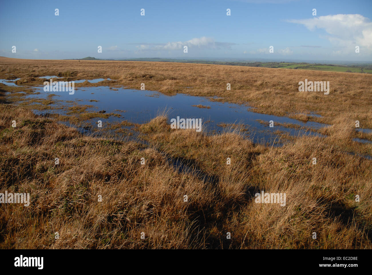 Autumn view of blanket bog with moss and grasses, Dartmoor National ...