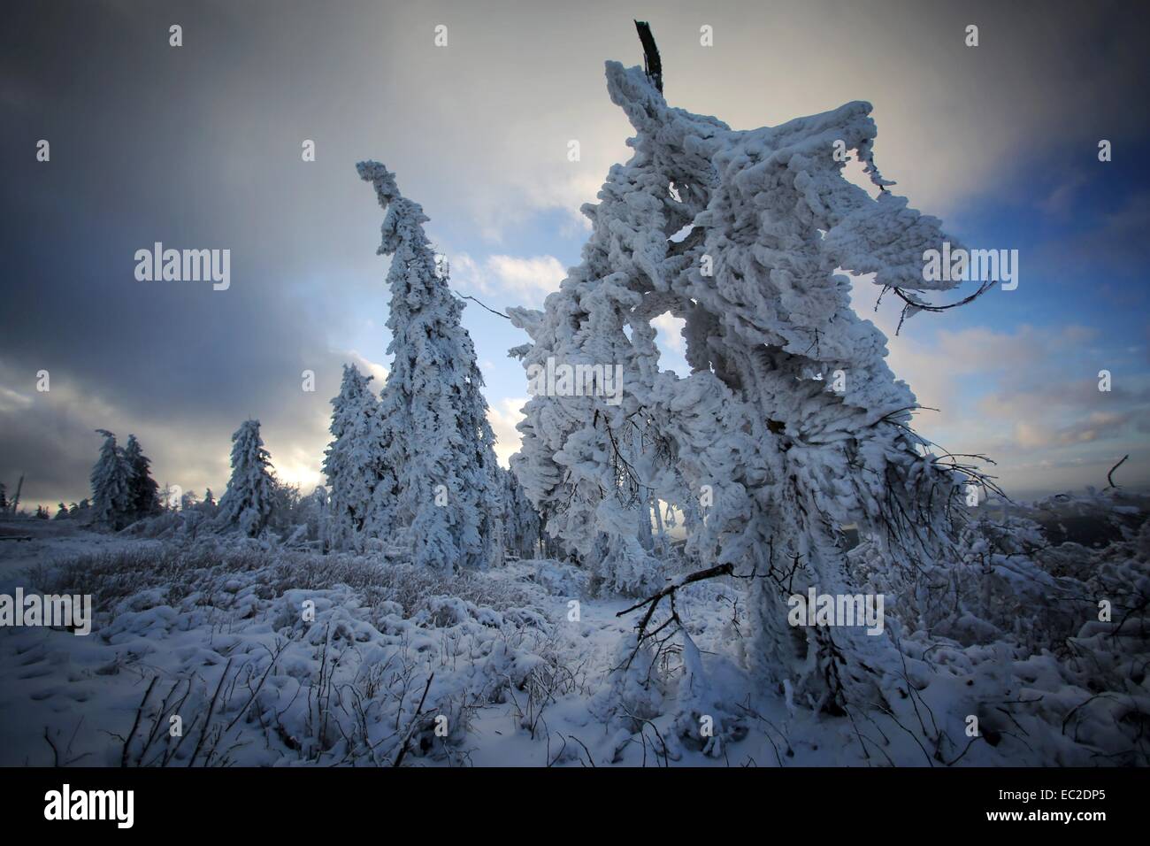 Schmitten, Germany. 08th Dec, 2014. Trees and bushes are covered in ...