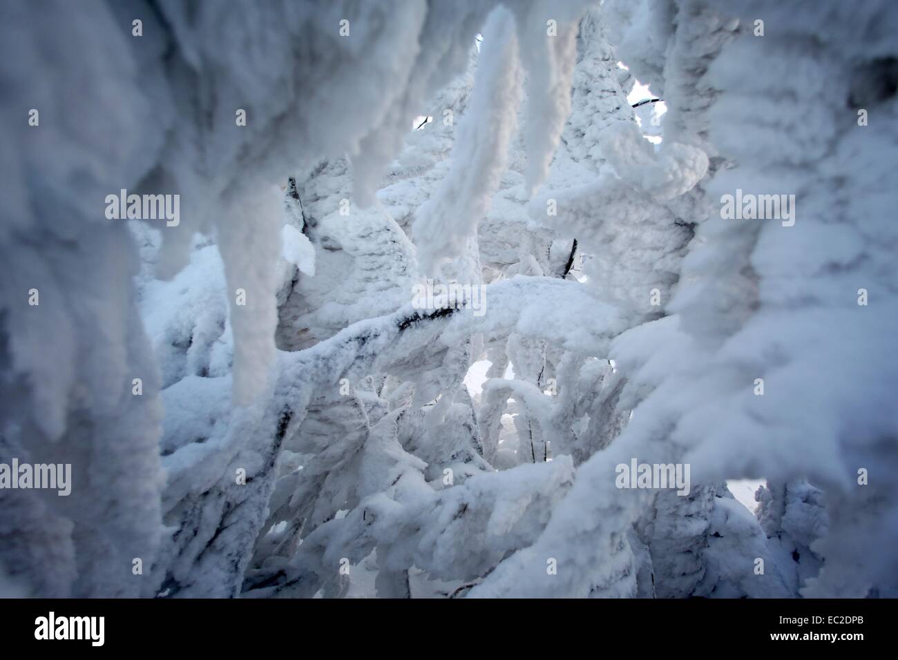 Schmitten, Germany. 08th Dec, 2014. Trees and bushes are covered in ...
