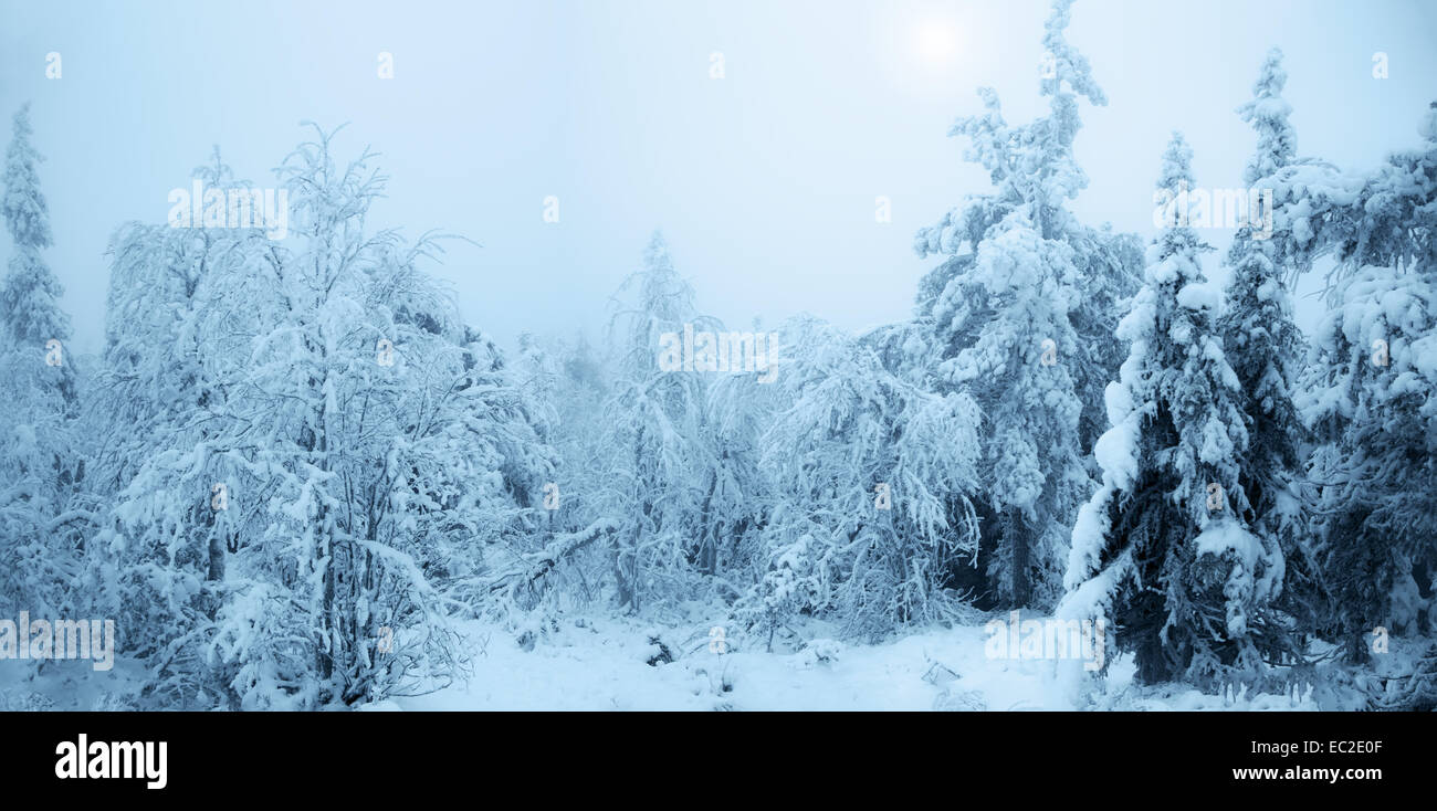 Fabulous snow-covered forest Stock Photo - Alamy