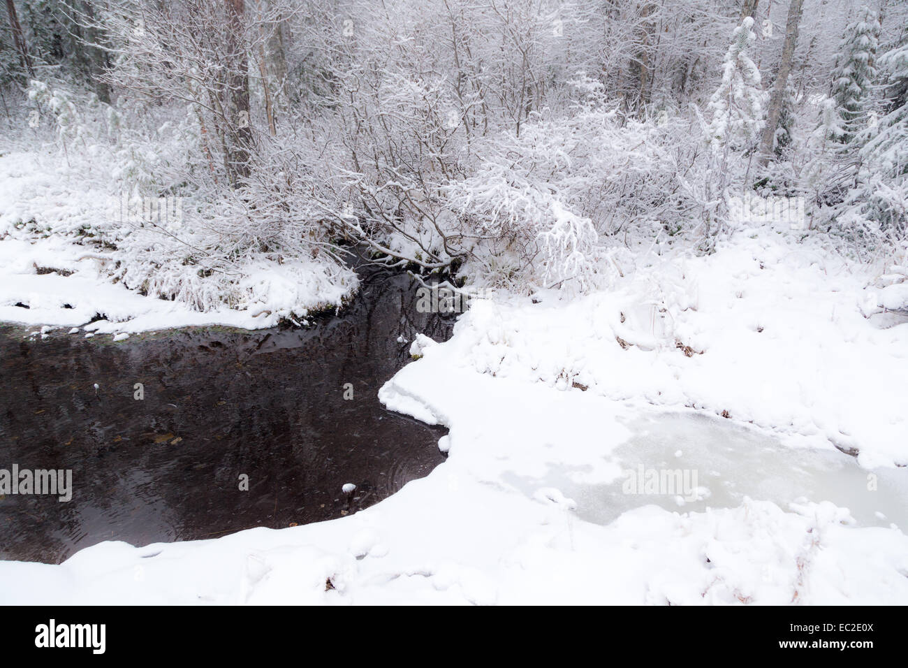 Stream in snowy winter forest Stock Photo - Alamy