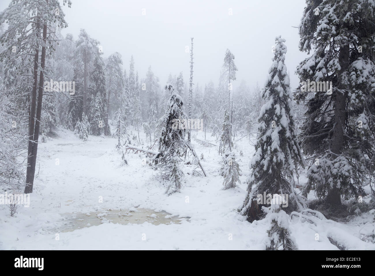 Frozen swamp hi-res stock photography and images - Alamy