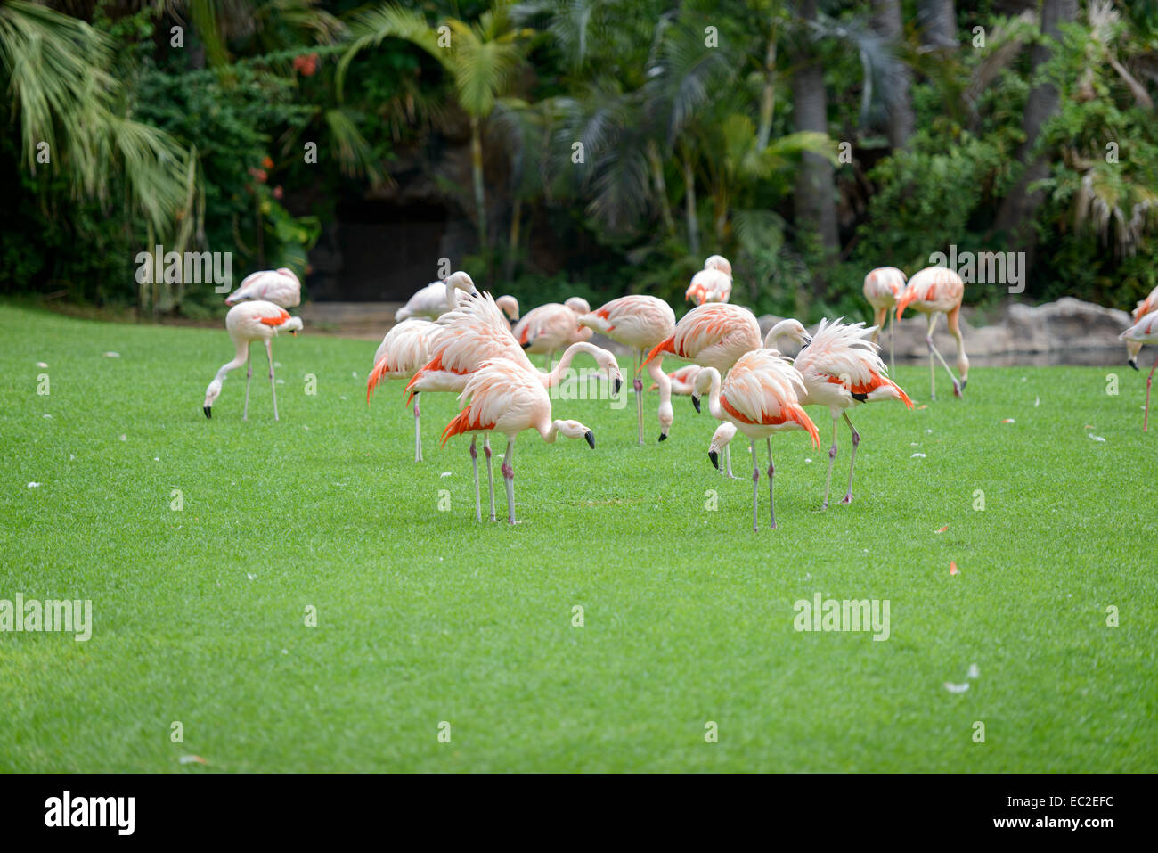 Flamingo on grass hi-res stock photography and images - Alamy