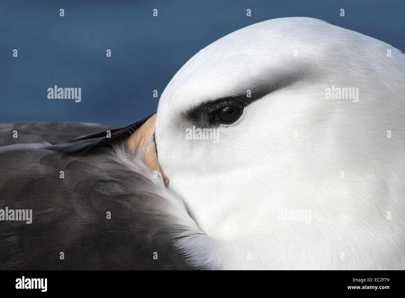 Black browed Albatross portrait Stock Photo - Alamy