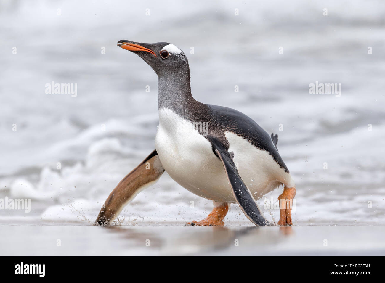 Amazing penguin hi-res stock photography and images - Alamy