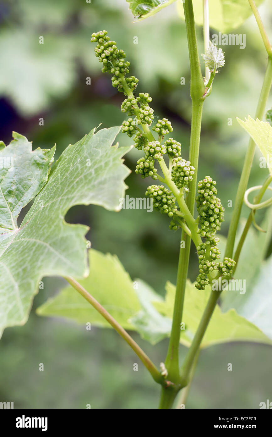 Developing clusters of Common Grape Vine Stock Photo - Alamy