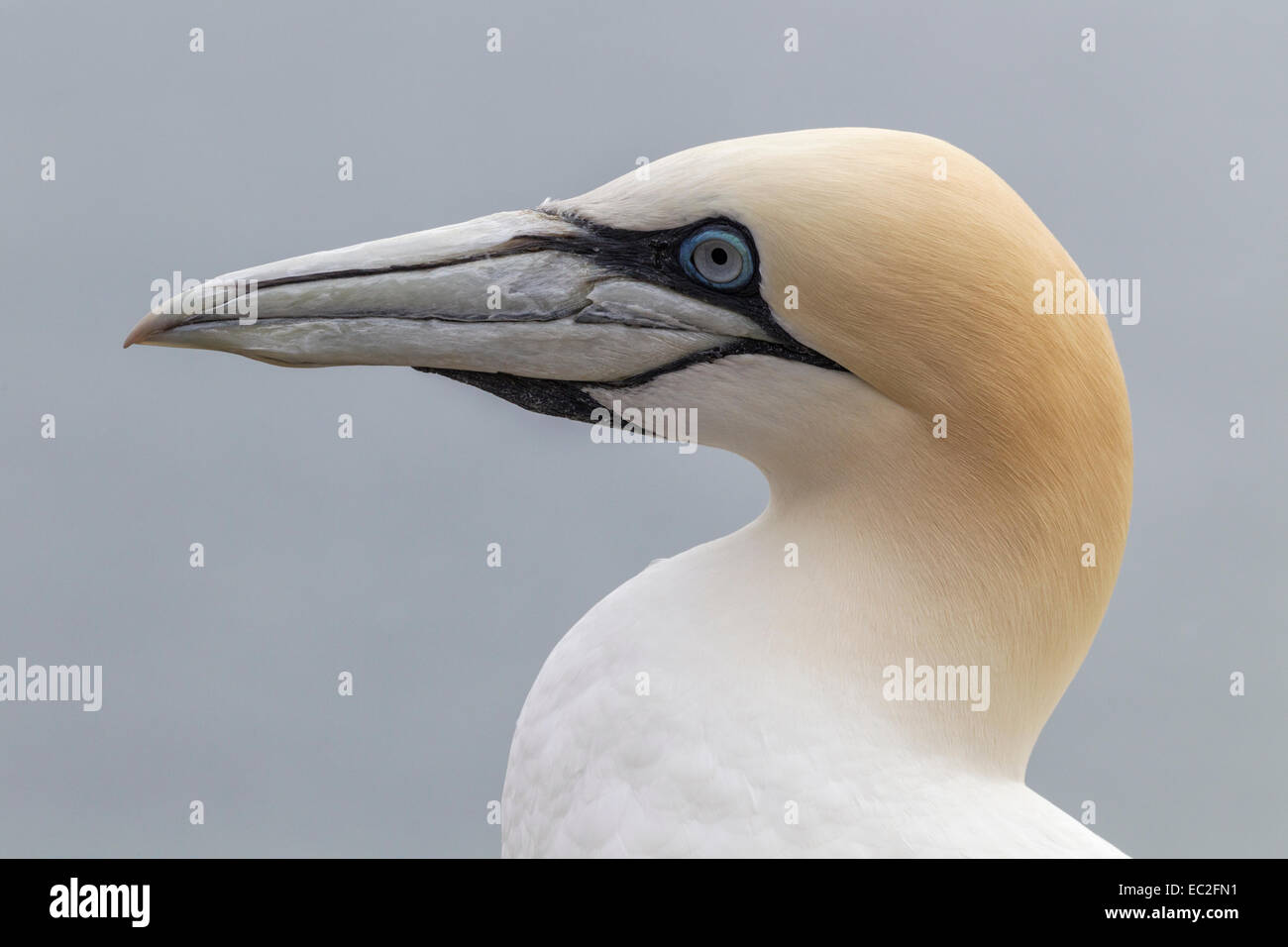 Gannet head portrait hi-res stock photography and images - Alamy