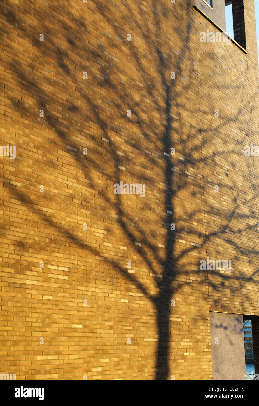Shadow of a tree on the wall of an apartment building Stock Photo - Alamy
