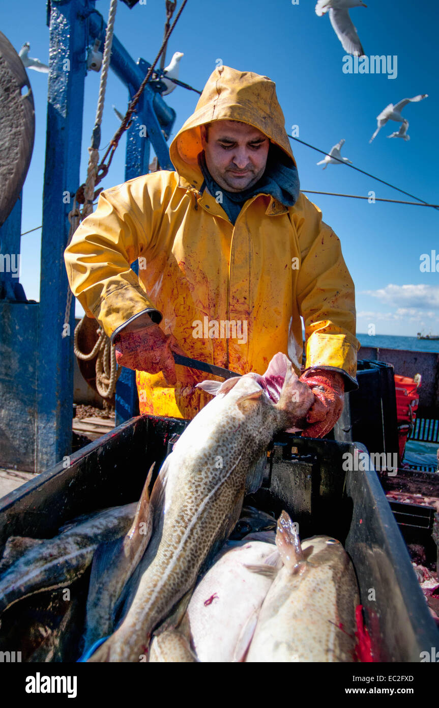 G morhua hi-res stock photography and images - Alamy