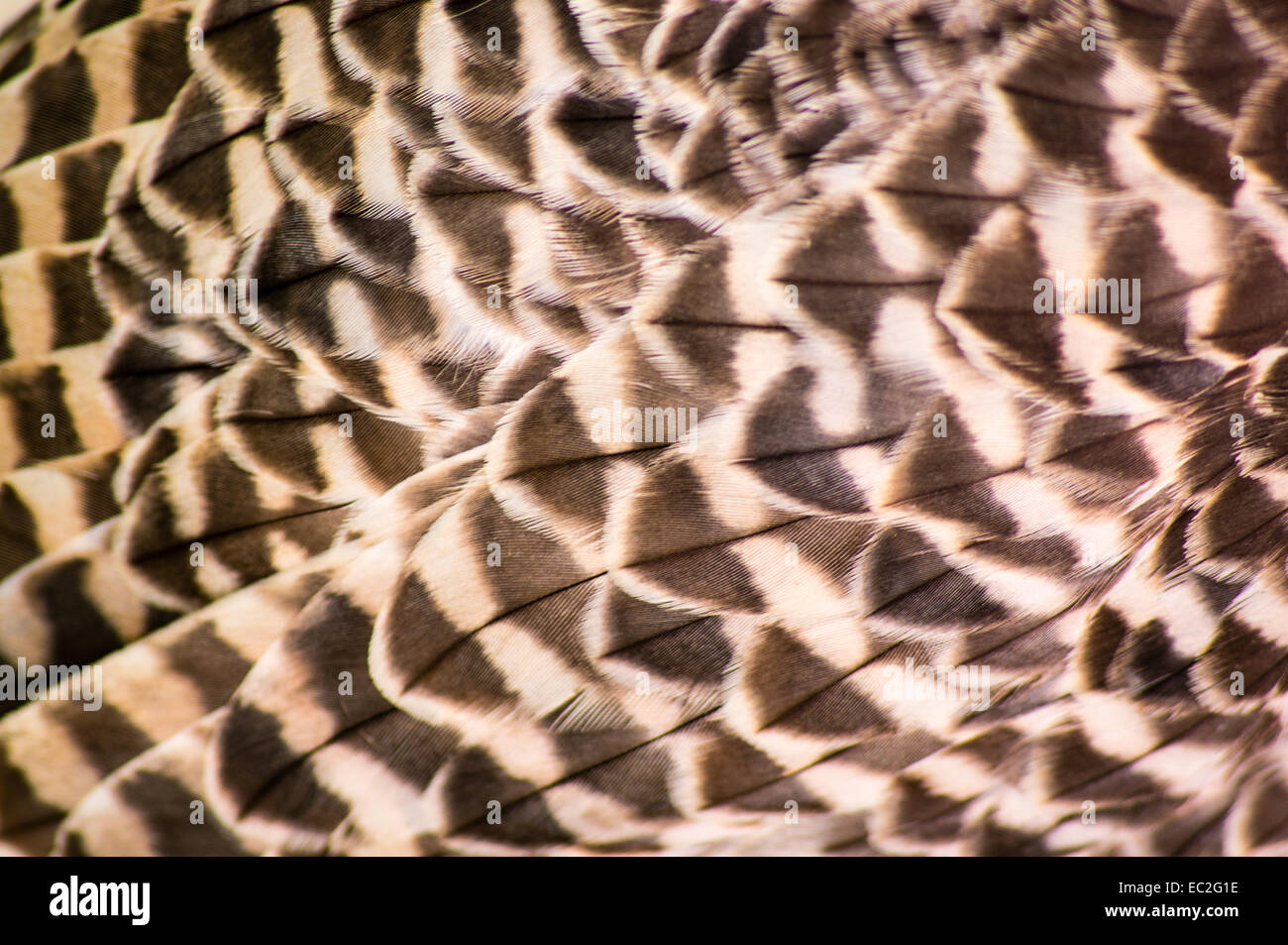 Falcon feathers hi-res stock photography and images - Alamy