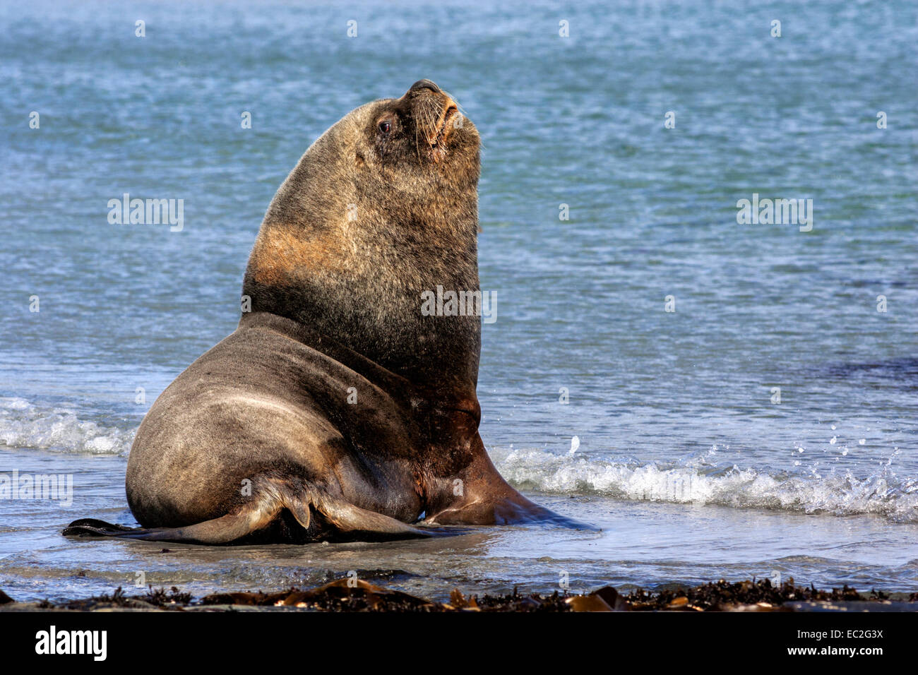 Southern Sea lion beach master Stock Photo - Alamy