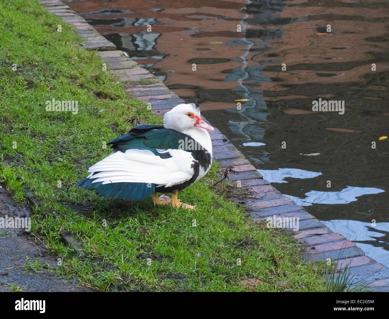 Piebald Feral Muscovy Duck ( Cairina moschata forma domestica ) on a ...