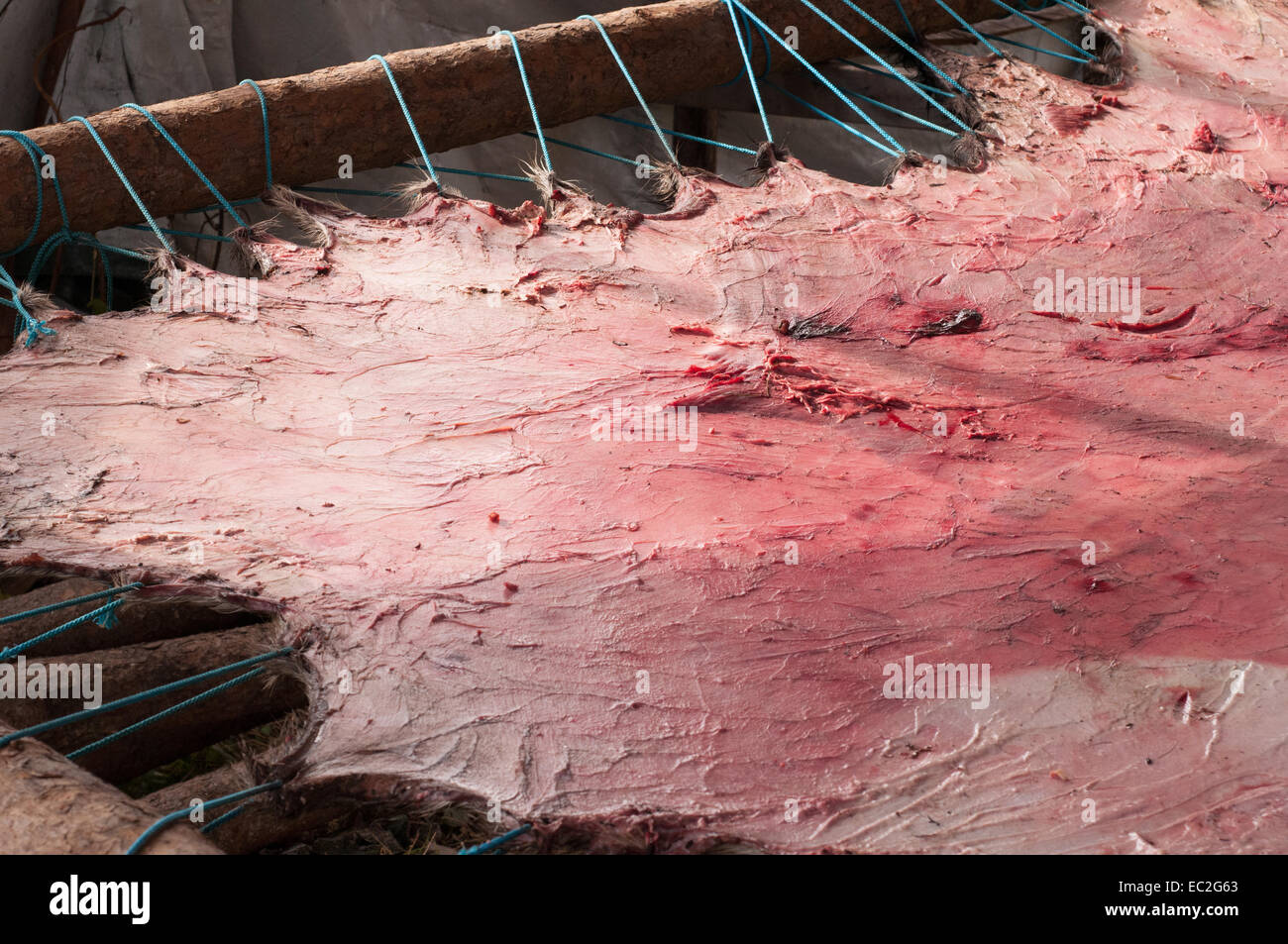 Skinning animals hi-res stock photography and images - Alamy