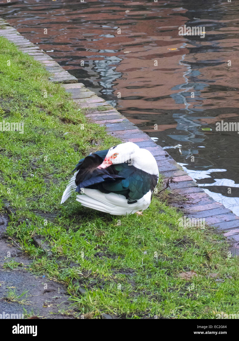 Piebald Feral Muscovy Duck ( Cairina moschata forma domestica ) on a ...