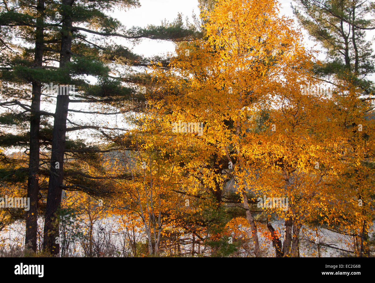 Quebec autumn colors hi-res stock photography and images - Alamy