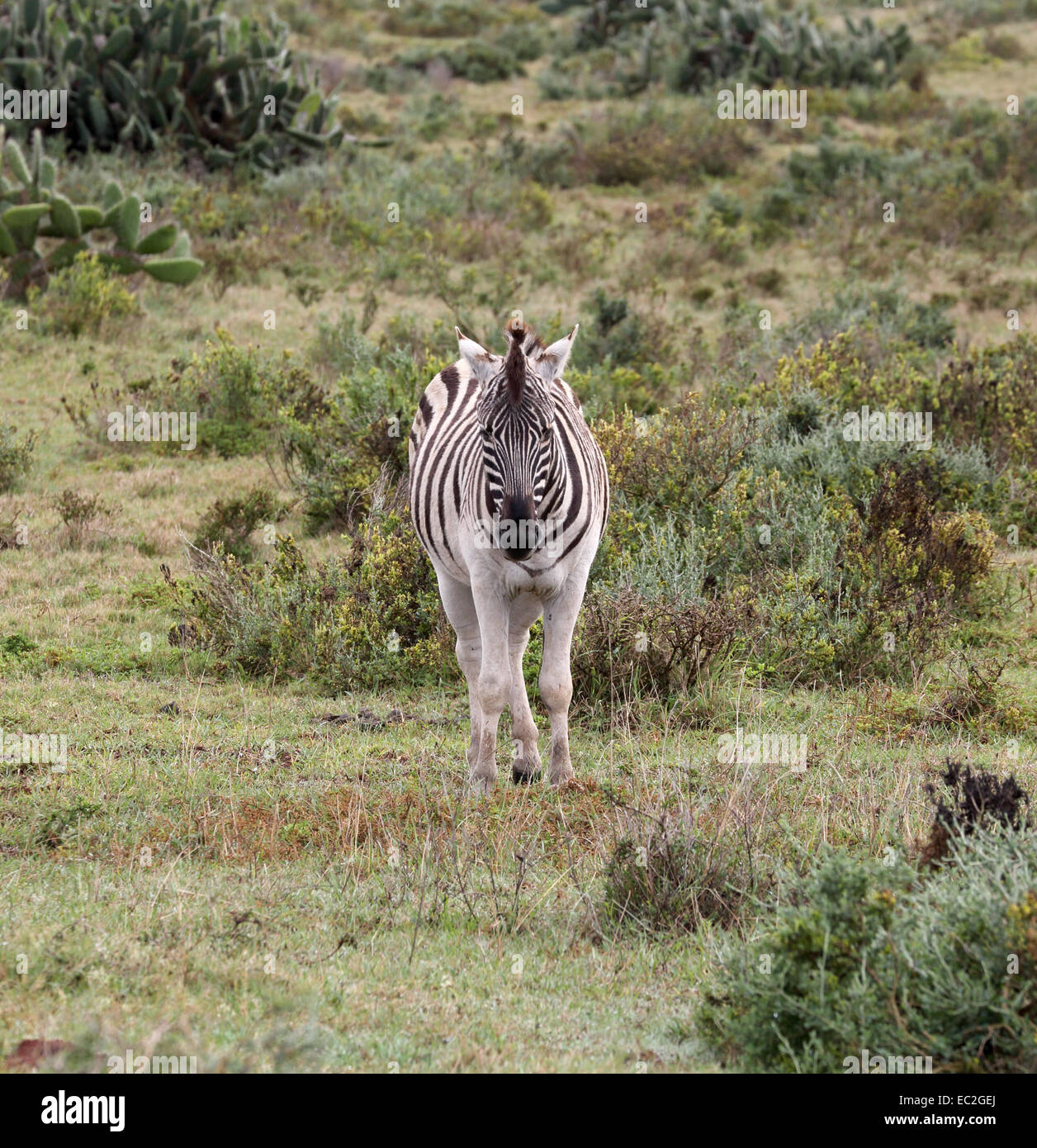 Wild game safari hi-res stock photography and images - Alamy