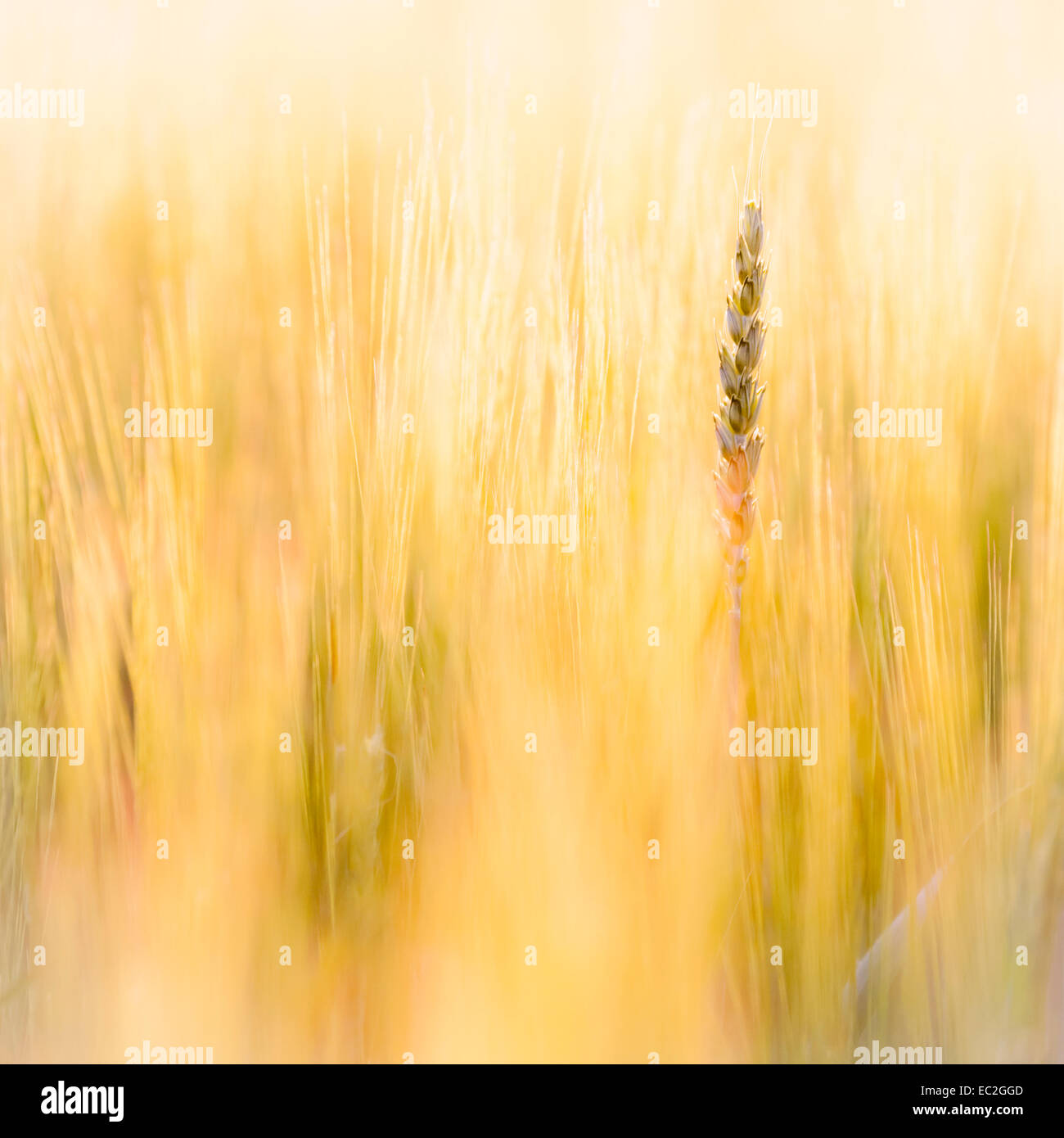 Quackgrass hi-res stock photography and images - Alamy