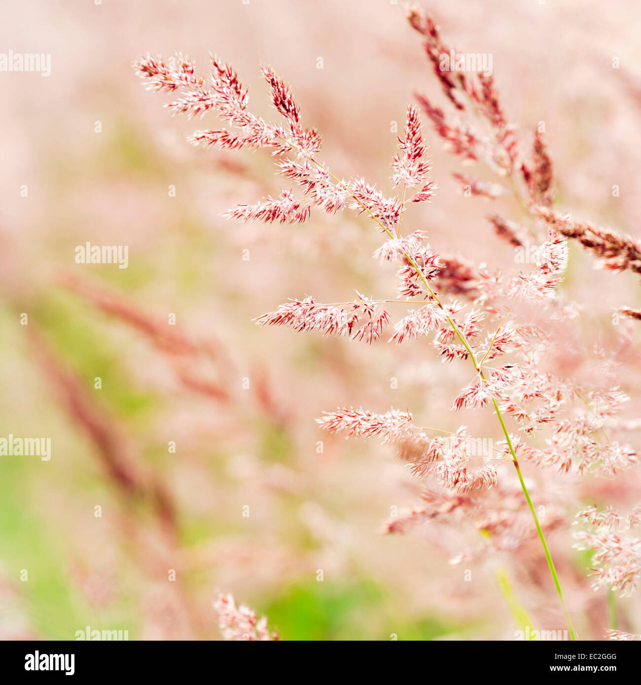 Flowering summer grasses hi-res stock photography and images - Alamy