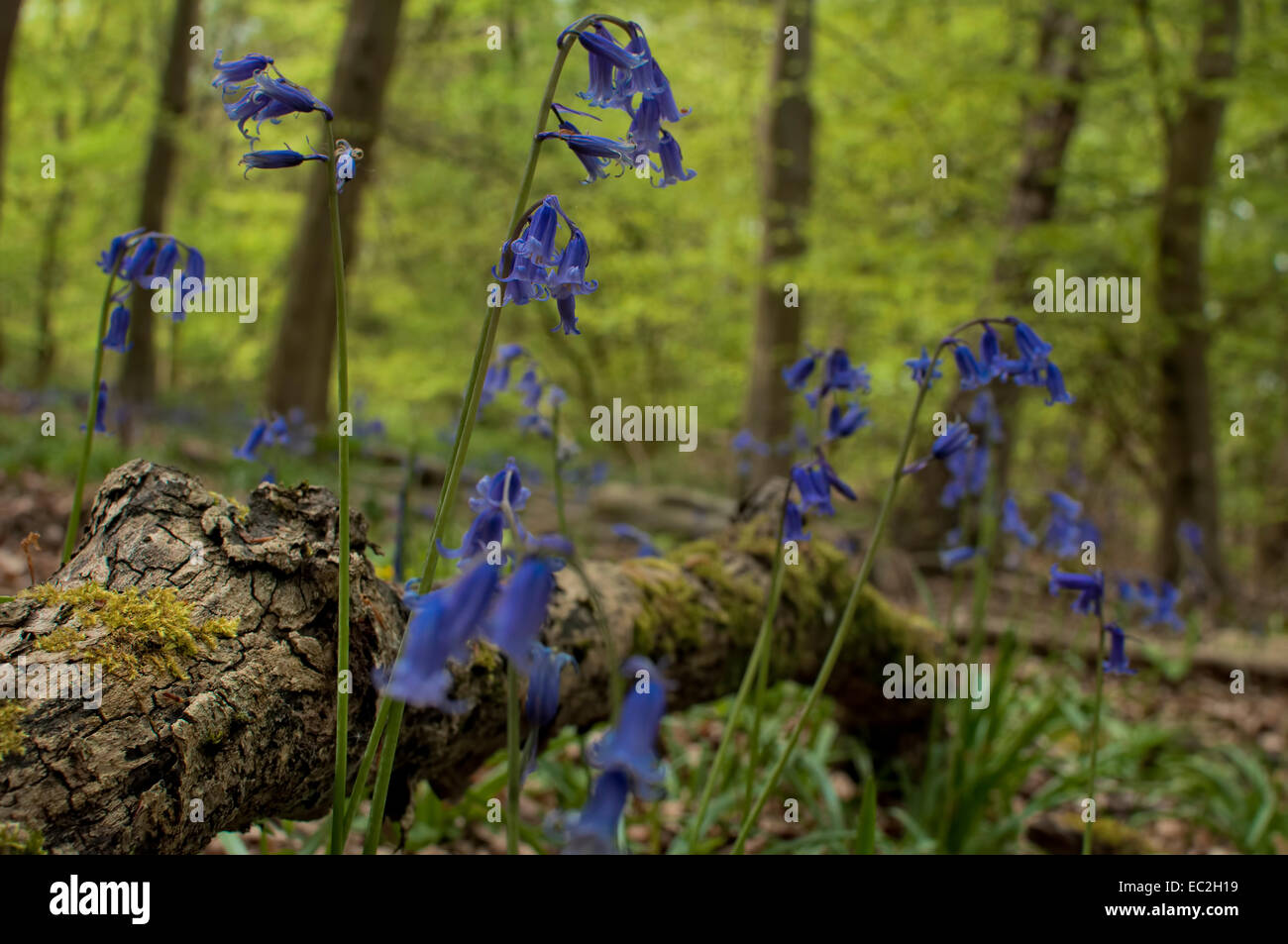 Beautiful Bluebells in a woodland setting Stock Photo - Alamy