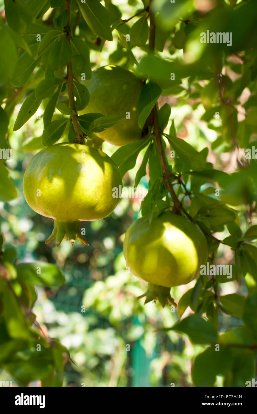 Pomegranate tree unripe fruit hi-res stock photography and images - Alamy