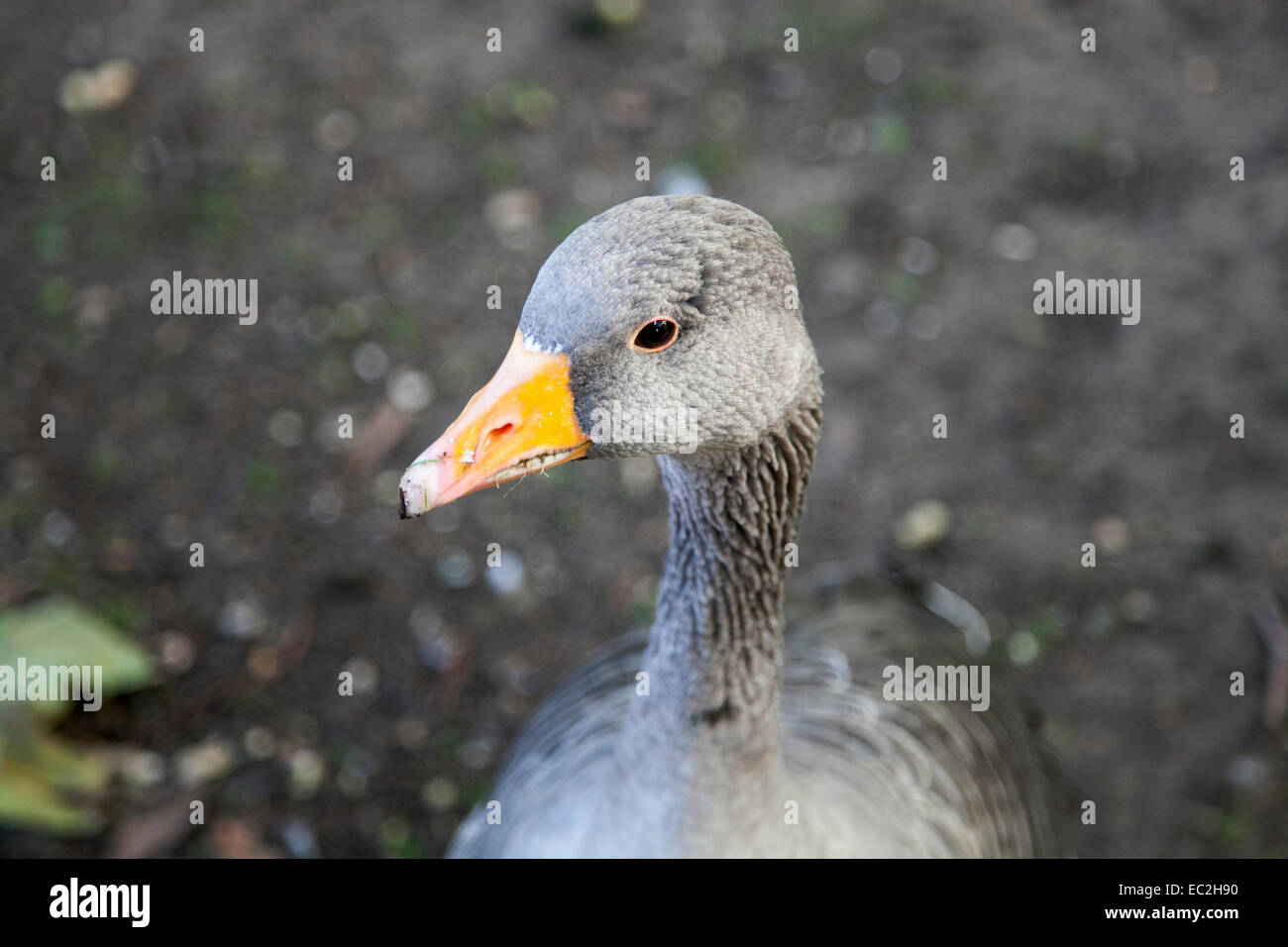 Duck profile photo hi-res stock photography and images - Alamy