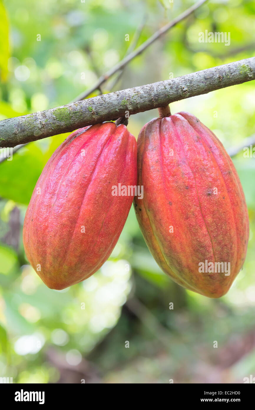 Cocoa bean chocolate tree hi-res stock photography and images - Alamy