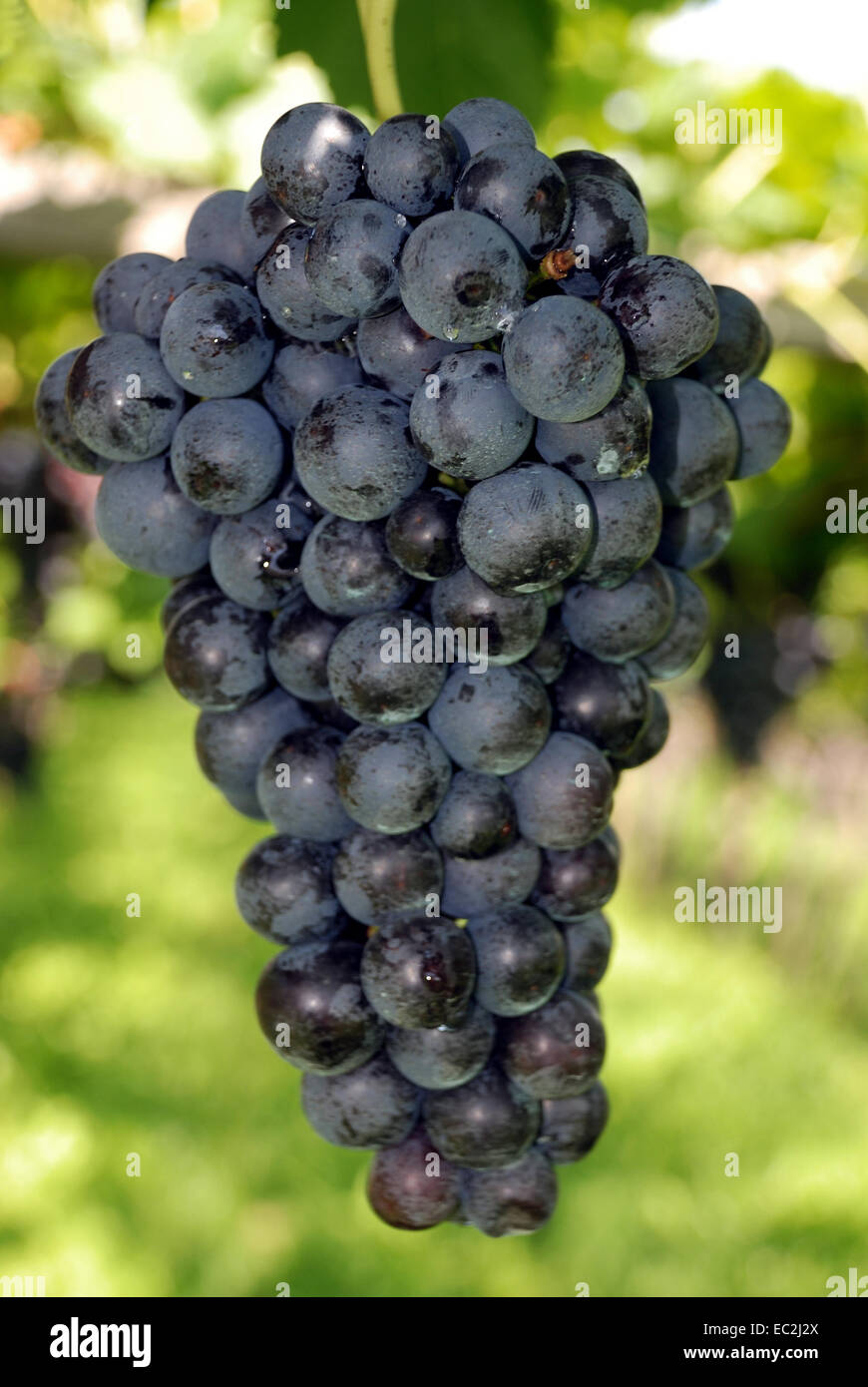 Grape street hi-res stock photography and images - Alamy