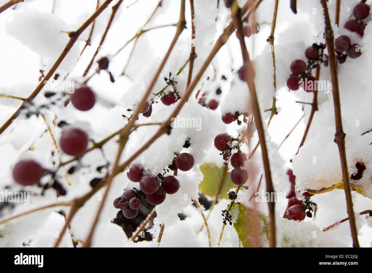 Grapes with snow hi-res stock photography and images - Alamy