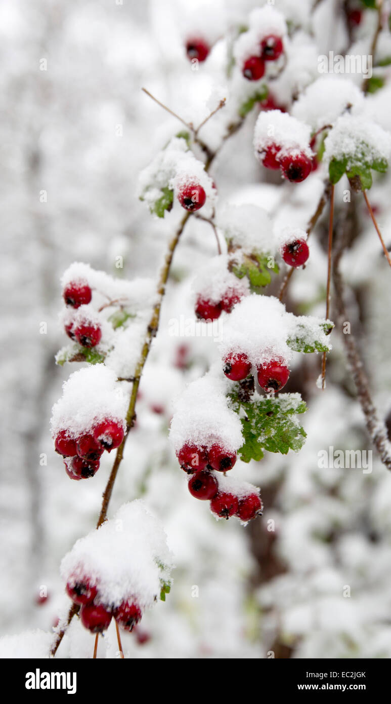 Crataegus monogyna, known as common hawthorn or single-seeded hawthorn ...