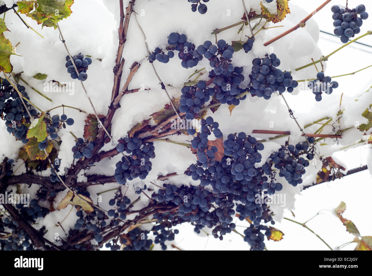 Blue grape under the snow Stock Photo - Alamy