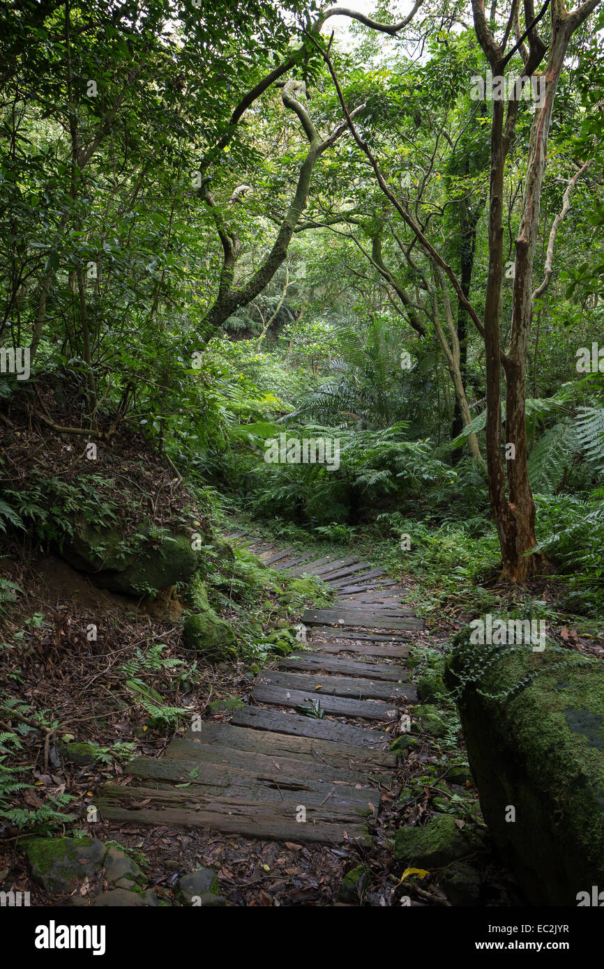 Wood plank path in a lush and verdant forest full of trees and ...