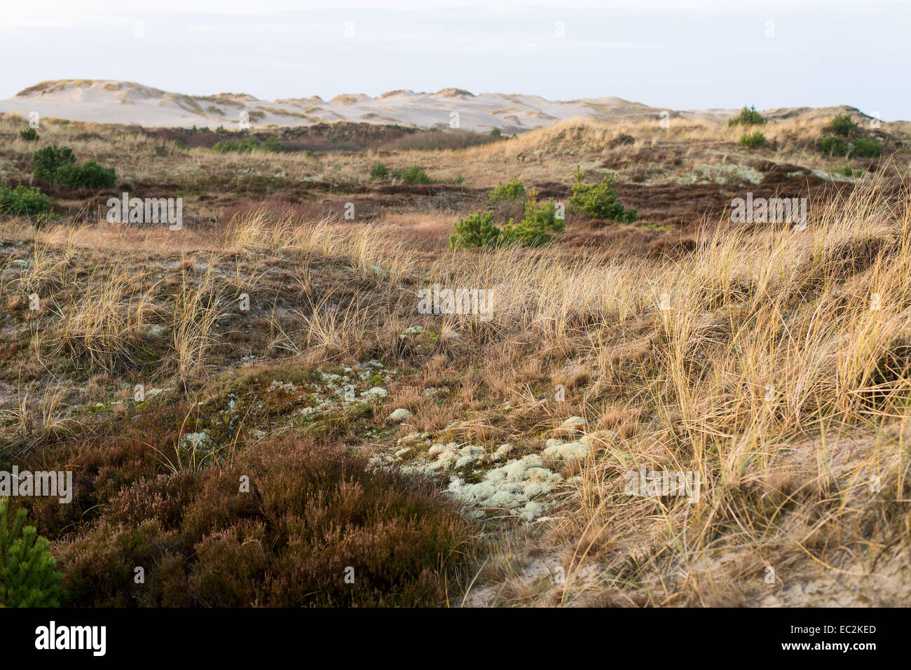 Dune landscape in Skagen, Denmark with vegetation and hills Stock Photo ...