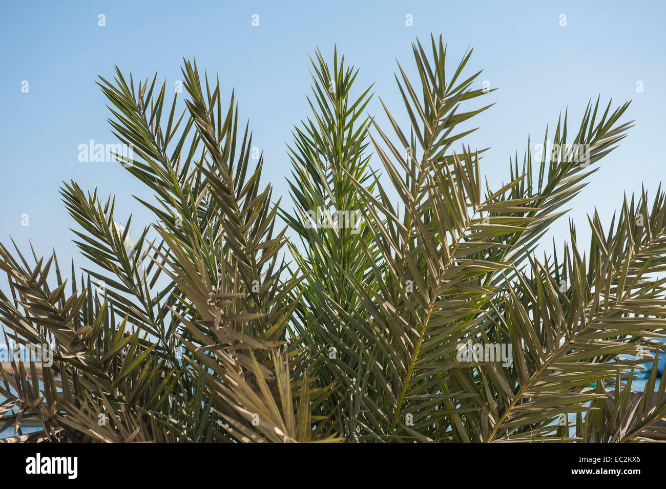 Closeup of top of date palm tree with leaves Stock Photo - Alamy
