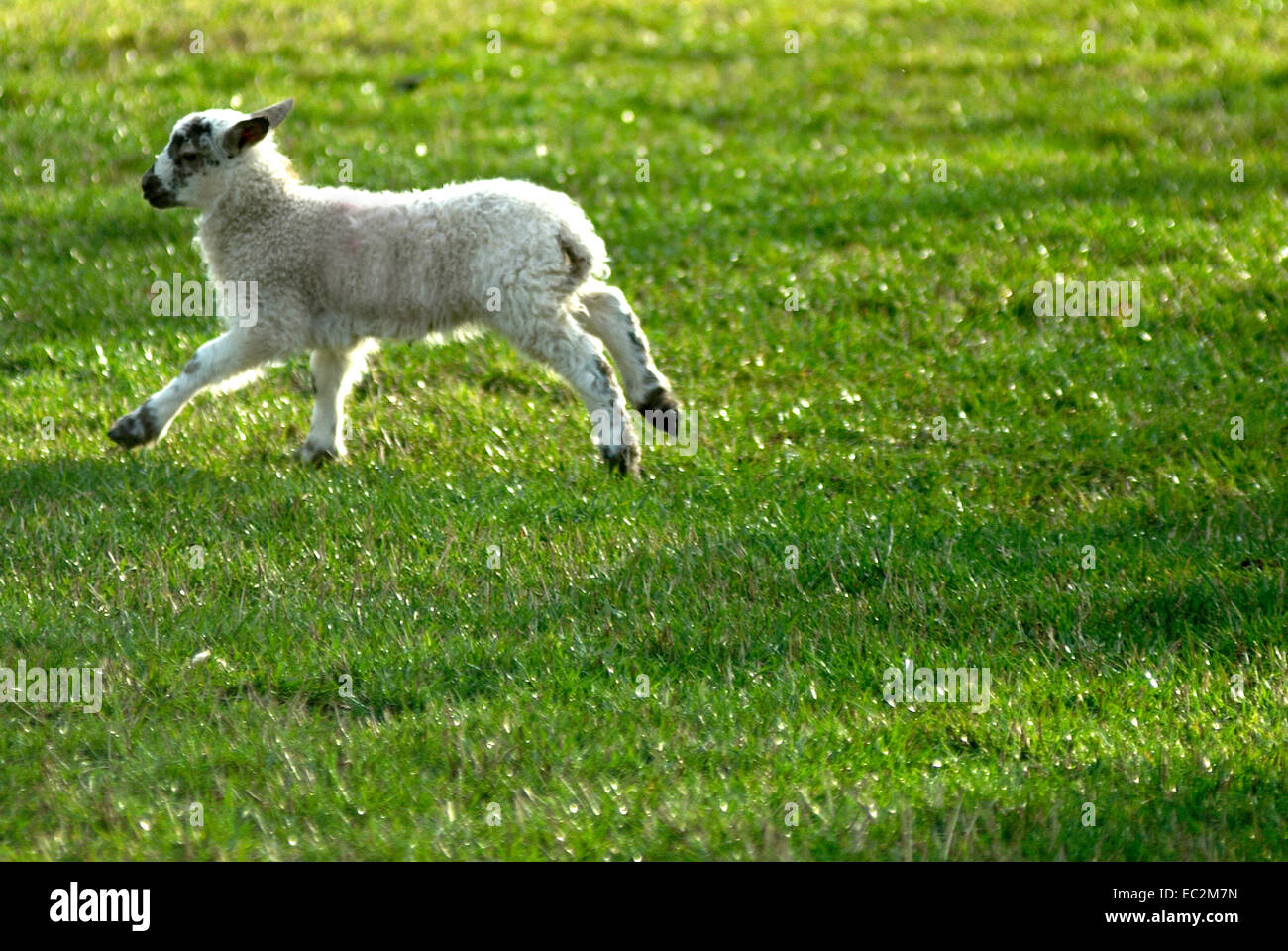 Gamboling Lambs Stock Photos & Gamboling Lambs Stock Images - Alamy