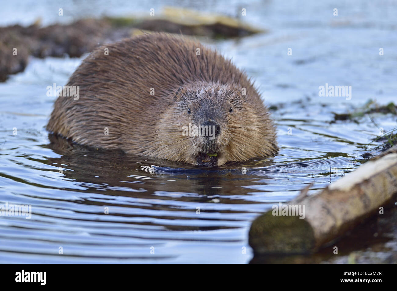 Habitat water one outdoors dam beaver dam hi-res stock photography and ...
