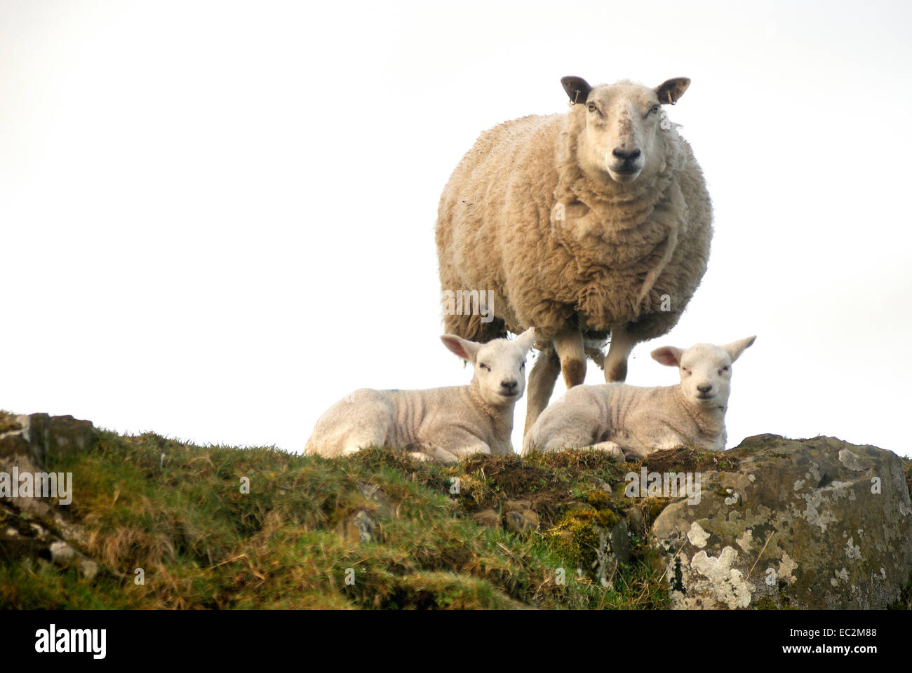 spring lambs and ewe Stock Photo - Alamy